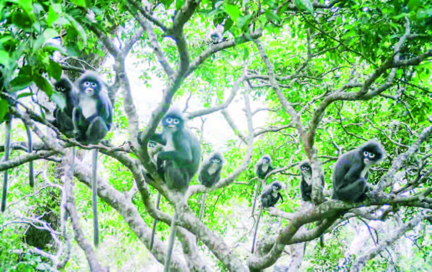 Conserve Popa Langur inhabitants in Mount Popa region | Myanmar Digital ...