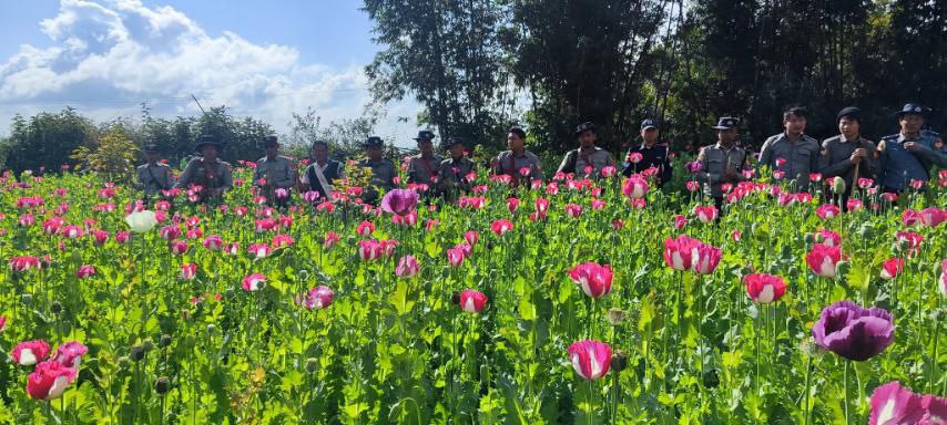 99 cares of illegal poppy cultivation destroyed in Hopong Township ...