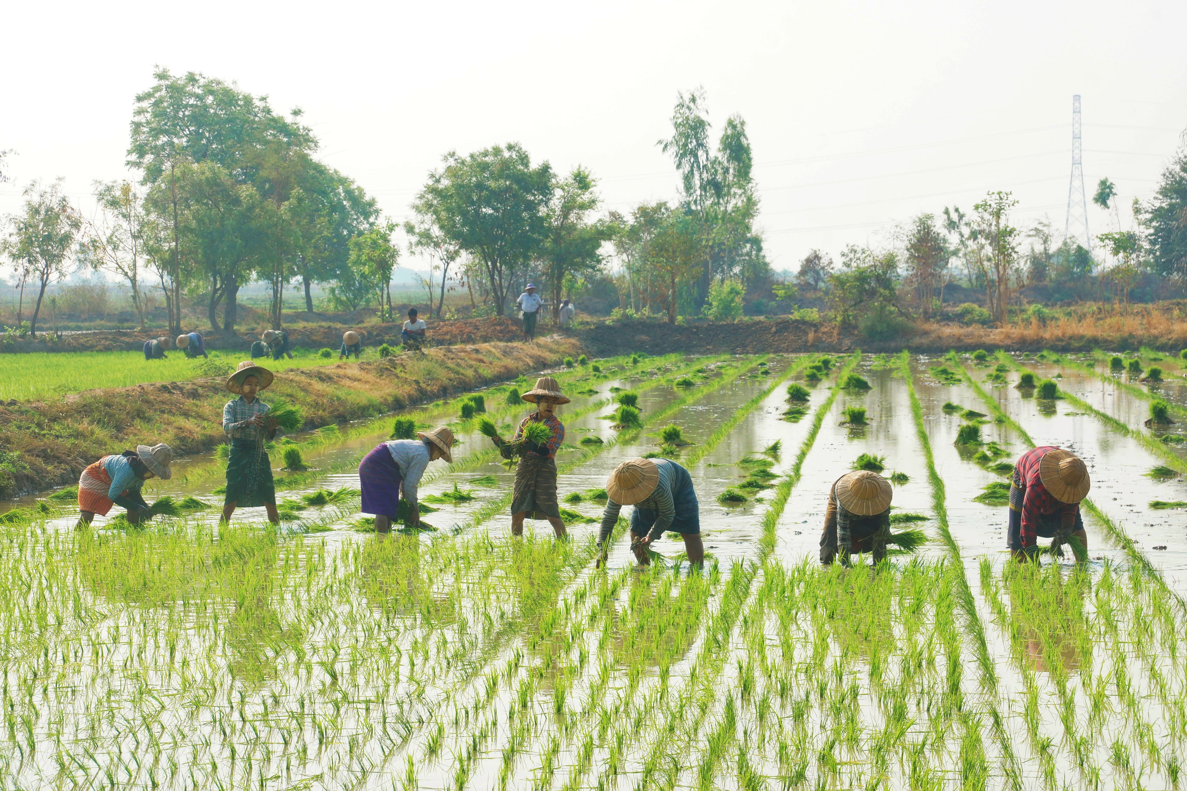 Over 900 Acres of Summer Paddy Planted in Taungdwingyi Township ...