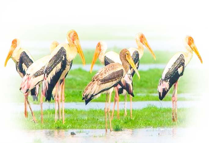 Critically endangered migratory birds sighted at Moeyungyi Wetland ...