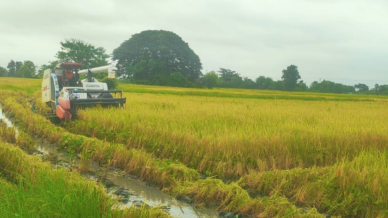 Myothit Township Completes Harvest of 5,960 Acres of Summer Paddy ...