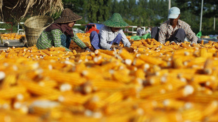Chinese buyers eye long-term Myanmar maize imports under B2B ...