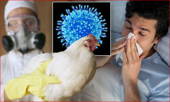 WHO confirms human case of bird flu in India's West Bengal | Myanmar ...