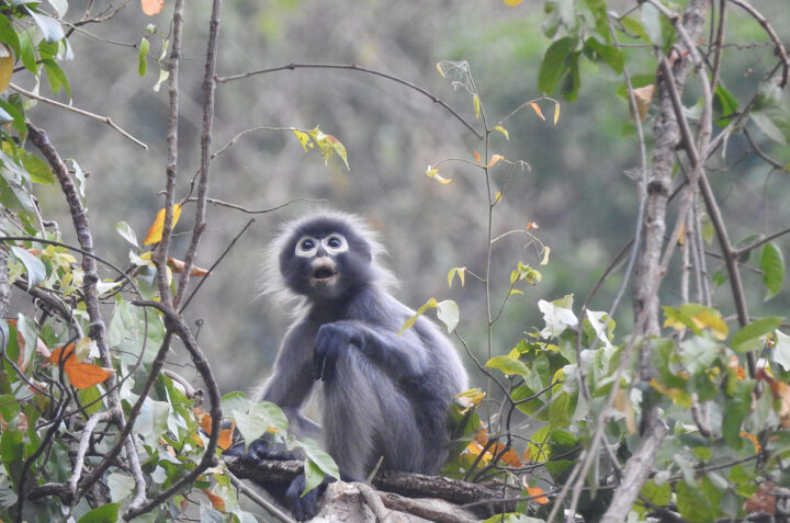 Endangered Popa langurs need conservation | Myanmar Digital News