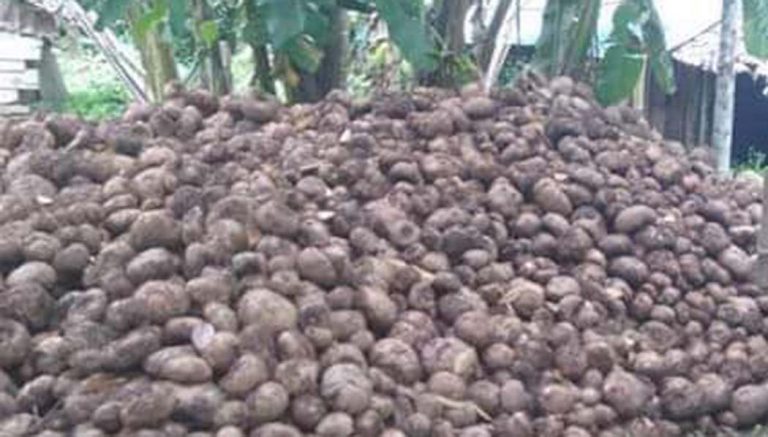 Manageable-scale elephant foot yam growers earn extra income | Myanmar ...
