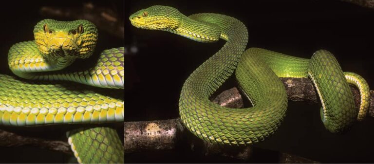 New venomous Pit Viper species discovered in Myanmar’s Ayeyawady delta ...