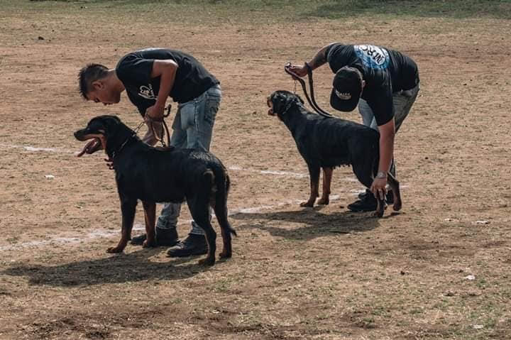 မြန်မာ Rottweiler ခွေးအမျိုးအစားပြပွဲနှင့် ပြိုင်ပွဲကျင်းပမည် | Myanmar ...