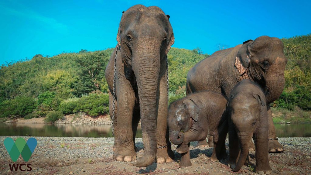 Asiatic elephants in peril | Myanmar Digital News