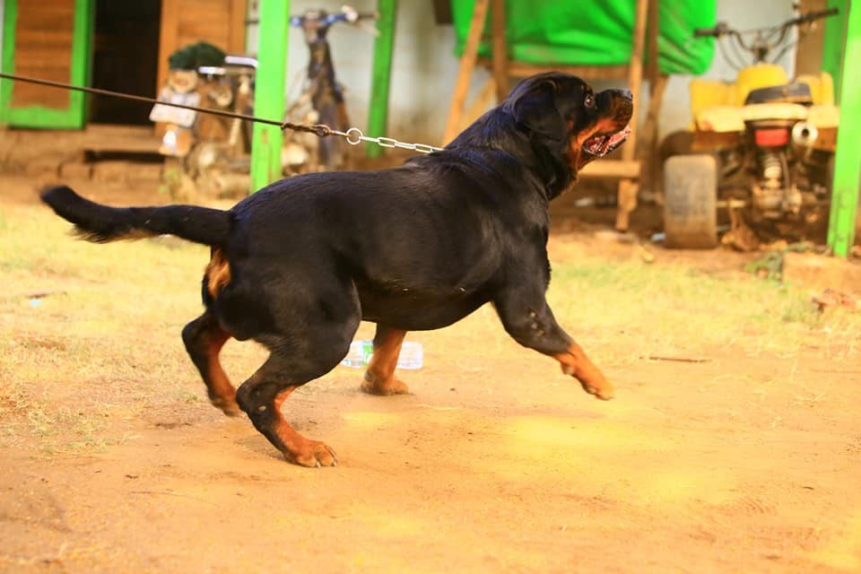 မြန်မာ Rottweiler ခွေးအမျိုးအစားပြပွဲနှင့် ပြိုင်ပွဲကျင်းပမည် | Myanmar ...